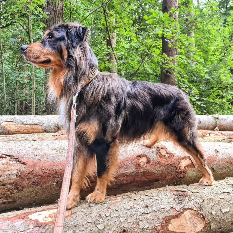Golden Aussie 101: A Perfect Blend Of Two Amazing Breeds
