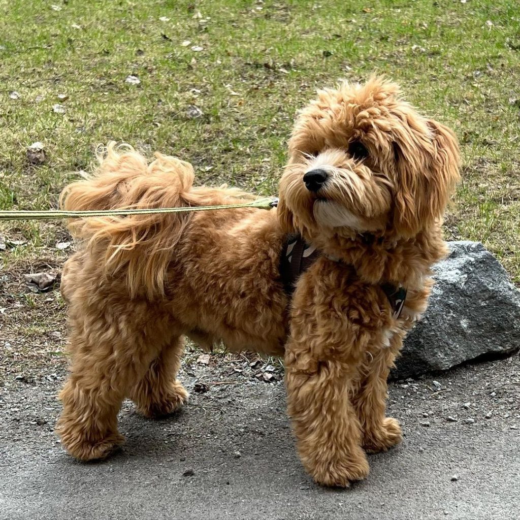 The Ultimate Lap Companions: Small Poodle Mixes Unleashed