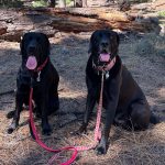 From Labradors To Mastiffs: Unraveling The Appeal Of The Mastiff Lab Mix