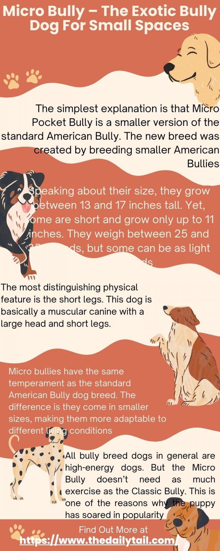 Micro Bully – The Exotic Bully Dog For Small Spaces