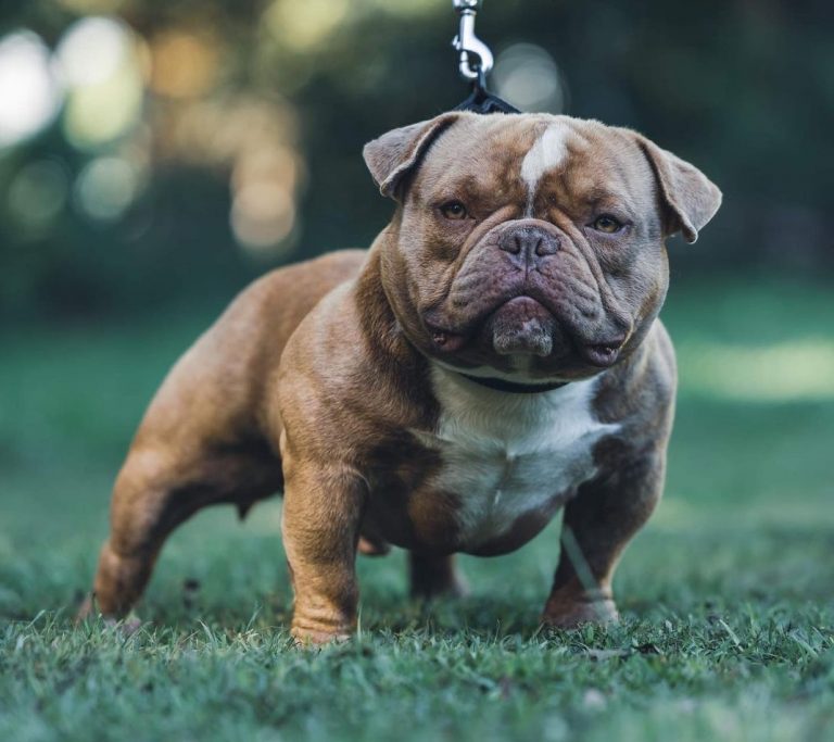 Micro Bully – The Exotic Bully Dog For Small Spaces