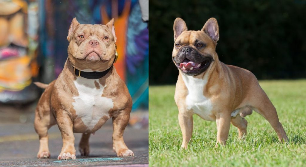 Micro Bully – The Exotic Bully Dog For Small Spaces