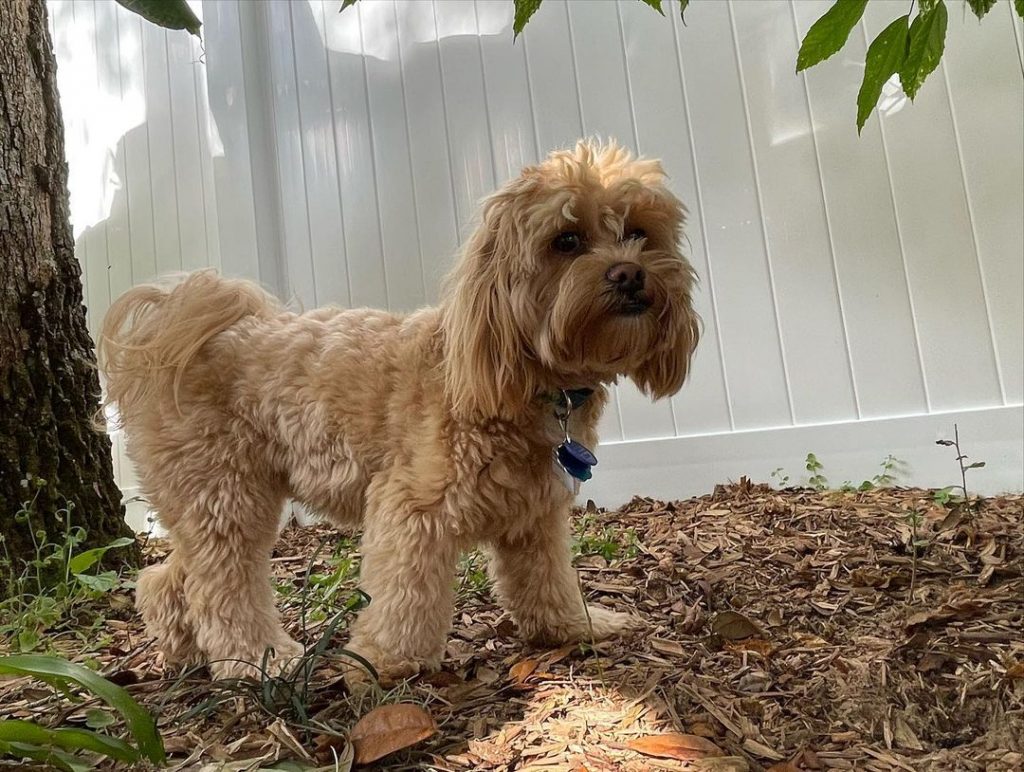 The Ultimate Lap Companions: Small Poodle Mixes Unleashed