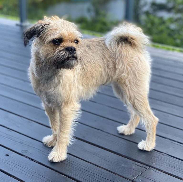 The Ultimate Lap Companions: Small Poodle Mixes Unleashed