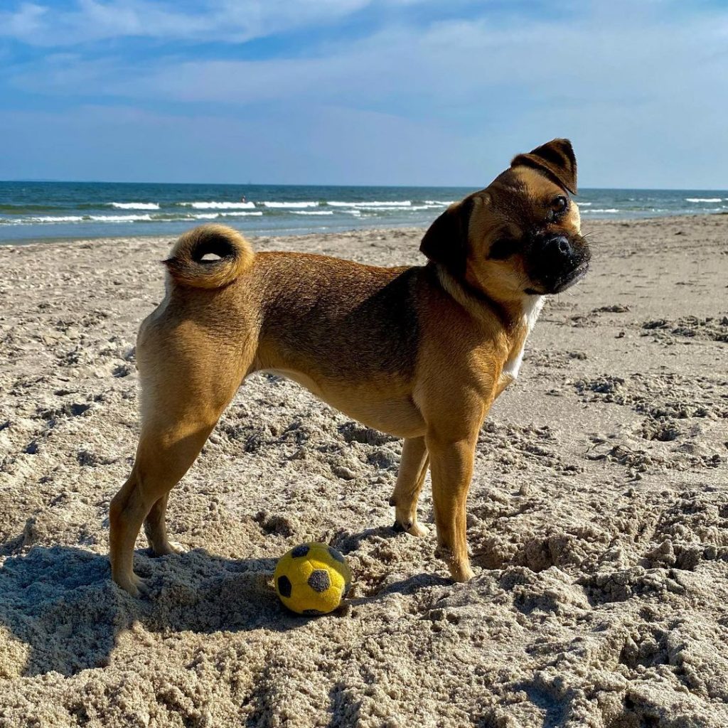 Retro Pug – What Is The Healthier Pug Version?