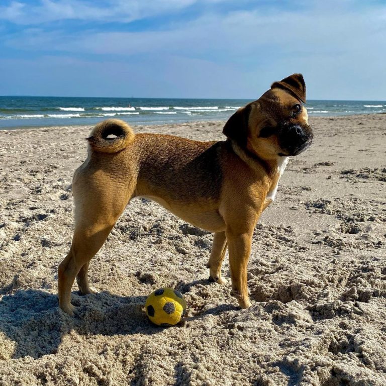 Retro Pug – What Is The Healthier Pug Version?