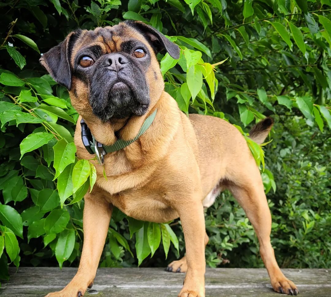 Retro Pug – What Is The Healthier Pug Version?