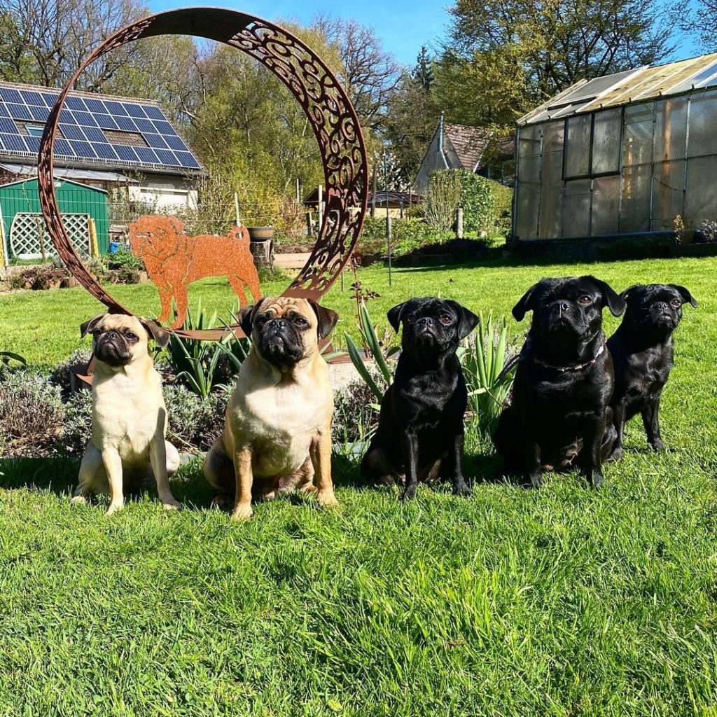 Retro Pug – What Is The Healthier Pug Version?