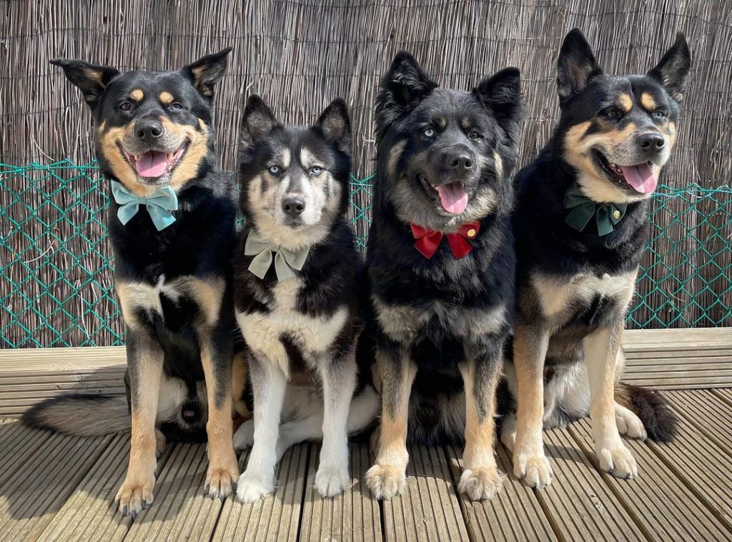 Rottweiler Husky Mix – Meet One Of The Rarest Husky Mixes