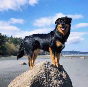 Rottweiler Husky Mix – Meet One Of The Rarest Husky Mixes