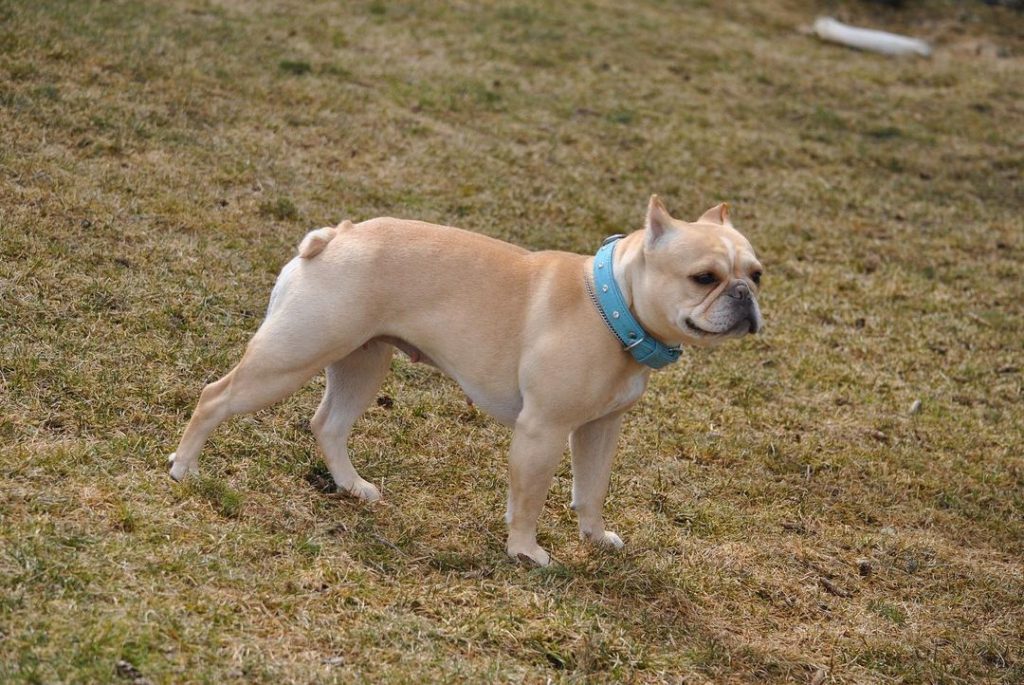Top 5 Reasons To Consider A Shorty Bull As Your Next Pet