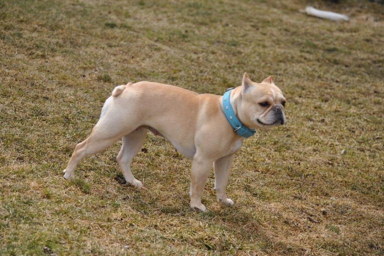 Top 5 Reasons To Consider A Shorty Bull As Your Next Pet