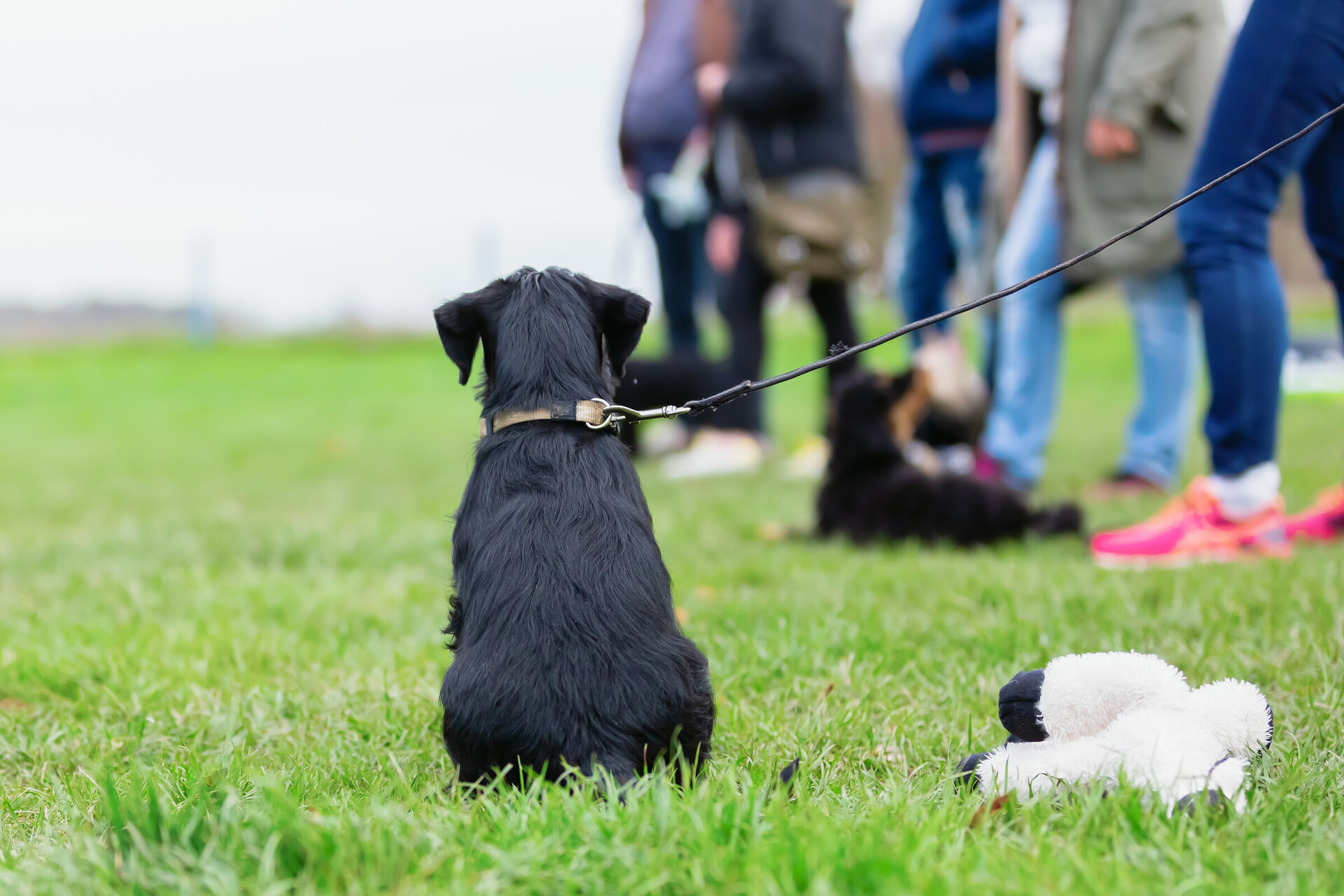 Why Puppy Socialization Classes Are Crucial For Your Furry Friend
