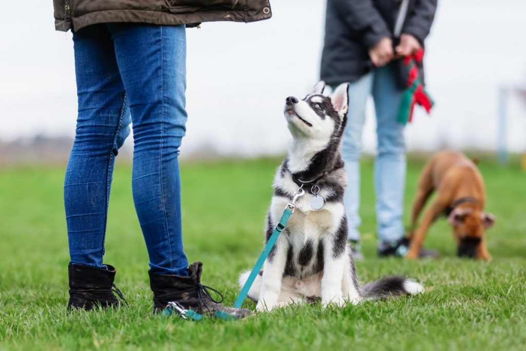 Why Puppy Socialization Classes Are Crucial For Your Furry Friend