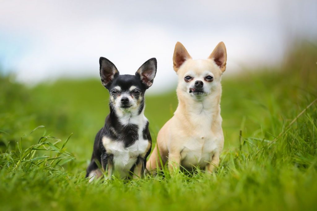 26 Fun Chihuahua Facts – Get To Know The Amazing Celebrity Toy Dog