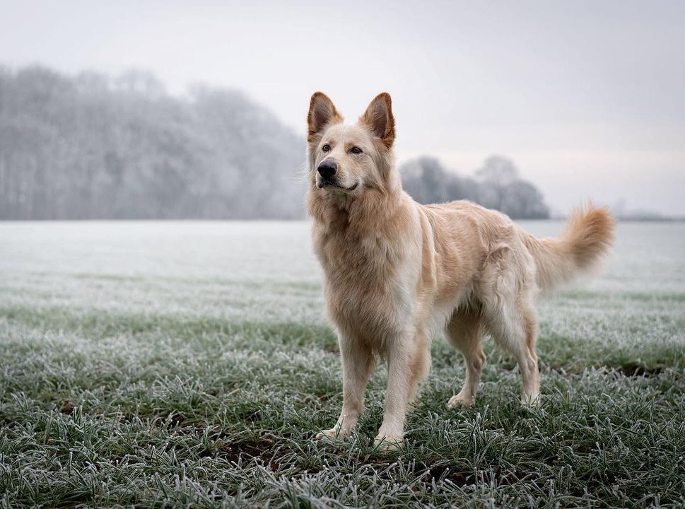 German Shepherd Golden Retriever Mix – Family Dog That Lives Longer