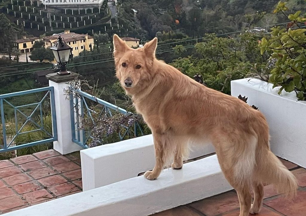 German Shepherd Golden Retriever Mix – Family Dog That Lives Longer