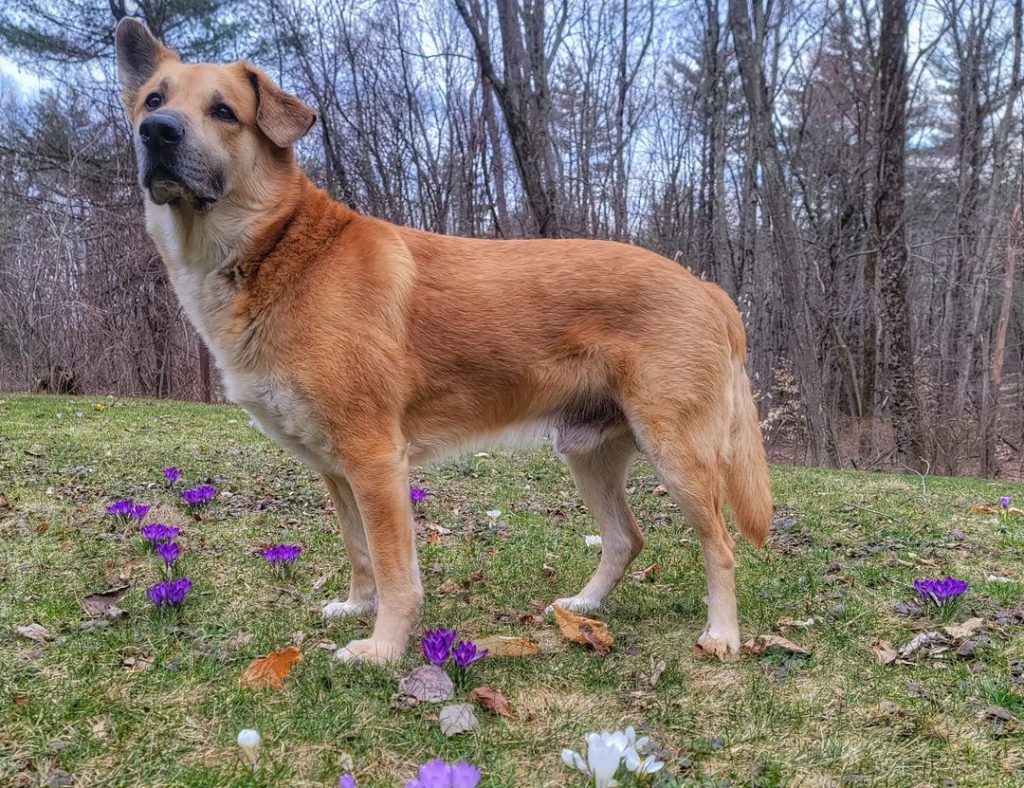 Chinook Dog Breed – What Do We Know About New Hampshire’s State Dog?