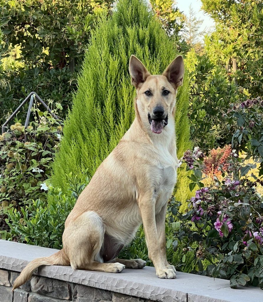 Chinook Dog Breed – What Do We Know About New Hampshire’s State Dog?