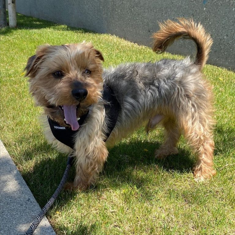 Dorkie – One Of The Cutest Small Dog Designer Dogs