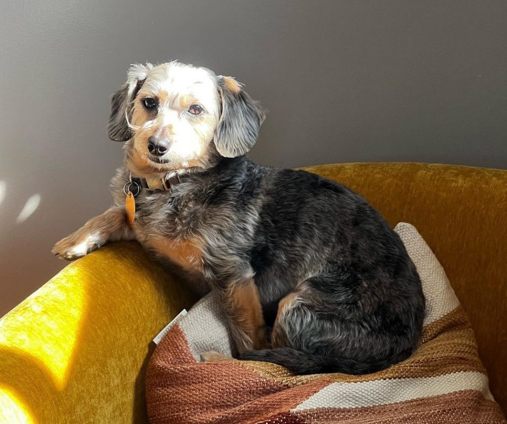 Dorkie – One Of The Cutest Small Dog Designer Dogs