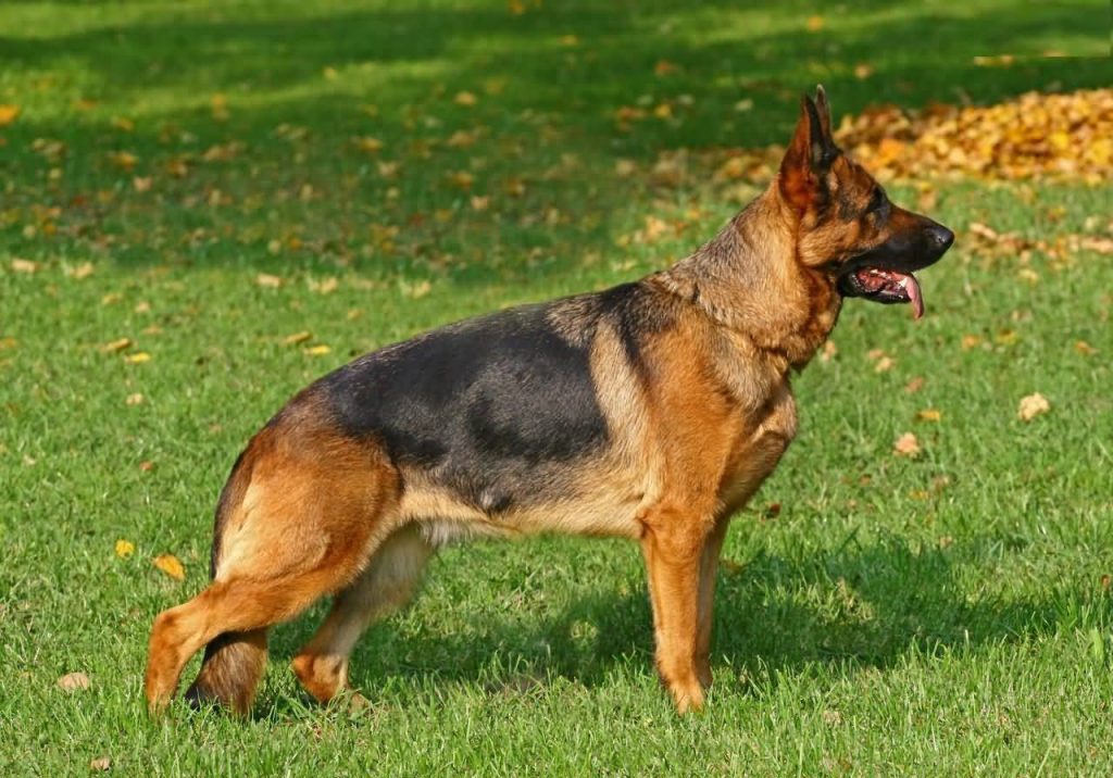 German Shepherd Golden Retriever Mix – Family Dog That Lives Longer