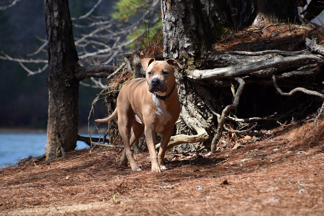 Facts About Pit Bulls – Getting To Know The American Pit Bull Terrier