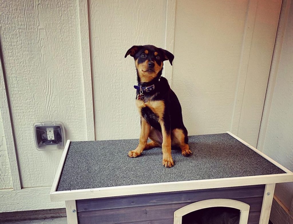 Rottweiler Chihuahua Mix – Small Dog With Even Better Guarding Instinct