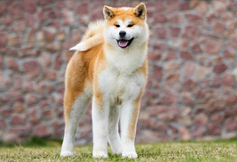Get To Know The Majestic Akita Dog Breed