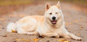 Get To Know The Majestic Akita Dog Breed