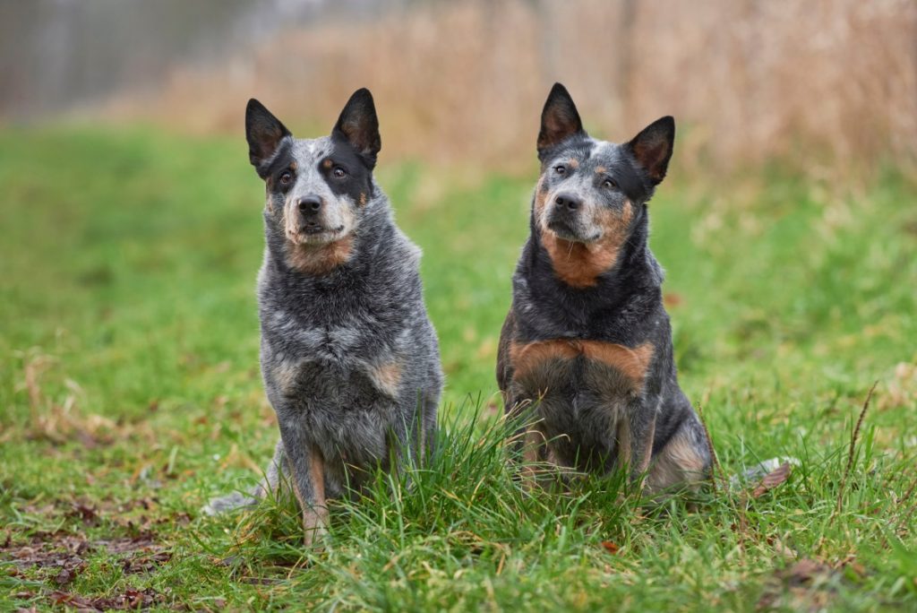 Blue Heeler Facts – Everything You Need To Know About Australian Cattle Dog