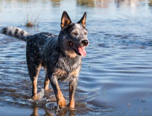 Blue Heeler Facts – Everything You Need To Know About Australian Cattle Dog