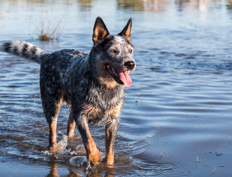 Blue Heeler Facts – Everything You Need To Know About Australian Cattle Dog