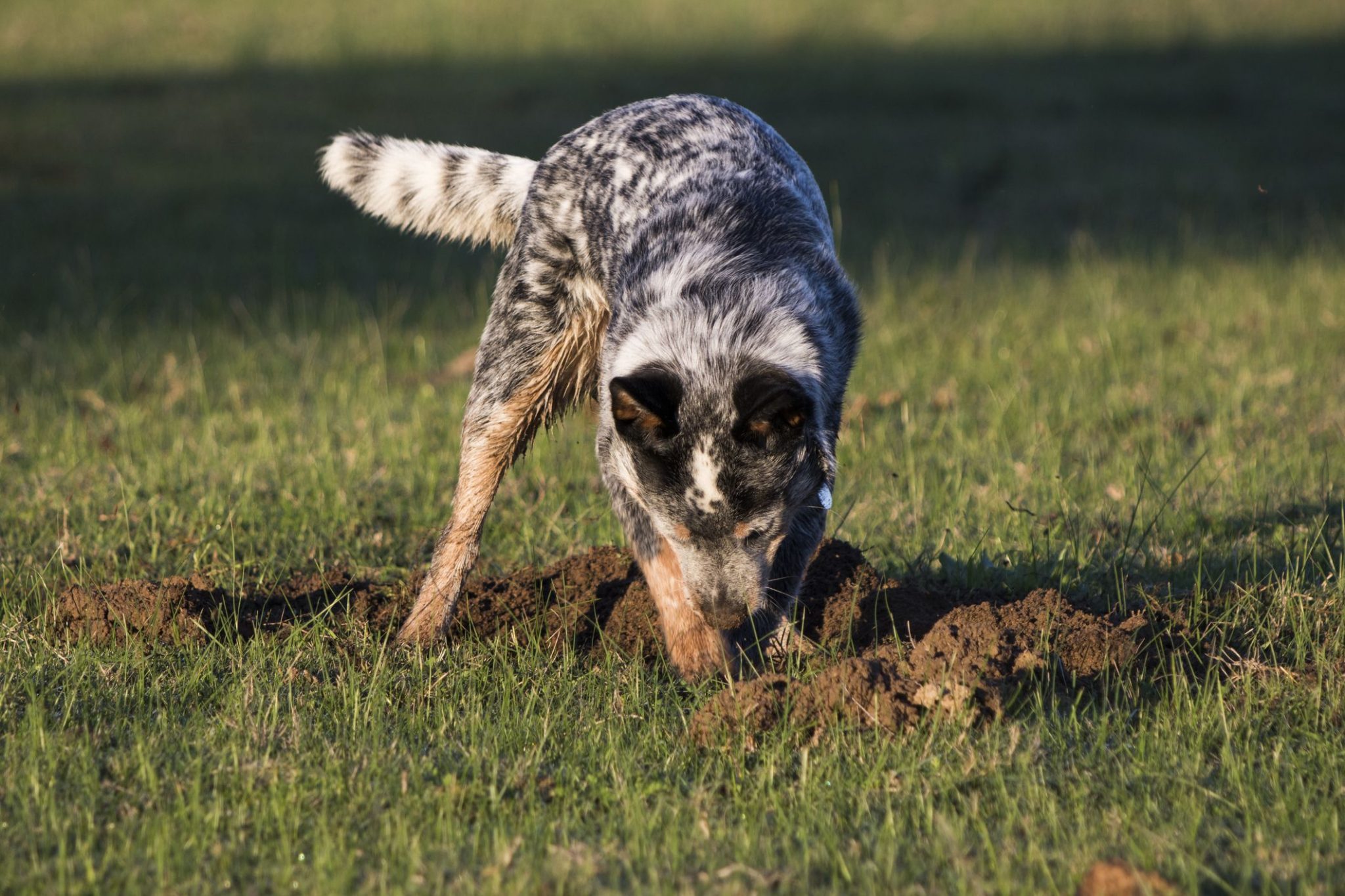 Blue Heeler Facts – Everything You Need To Know About Australian Cattle Dog