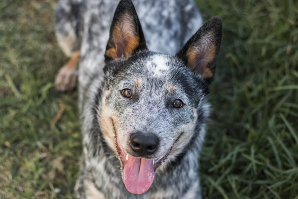 Blue Heeler Facts – Everything You Need To Know About Australian Cattle Dog
