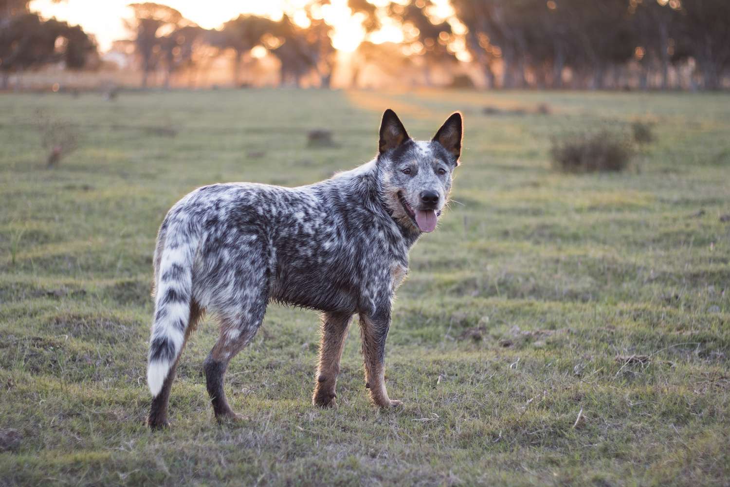 Blue Heeler Facts – Everything You Need To Know About Australian Cattle Dog