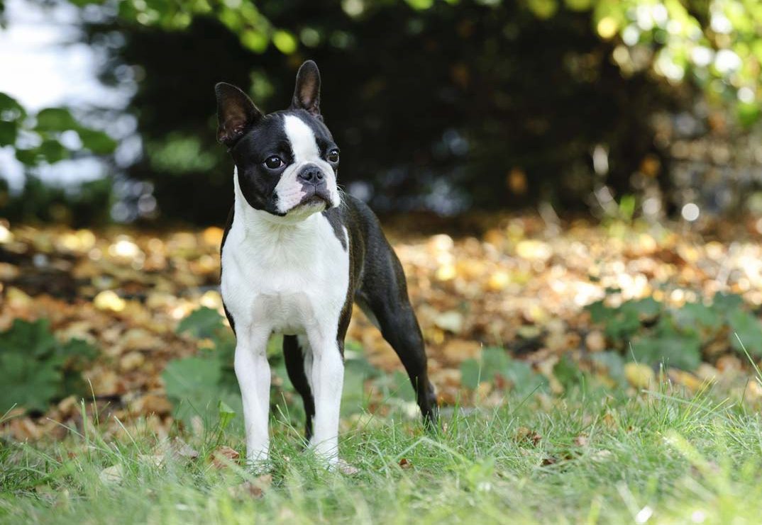What Does A Boston Terrier Look Like? How To Recognize It?