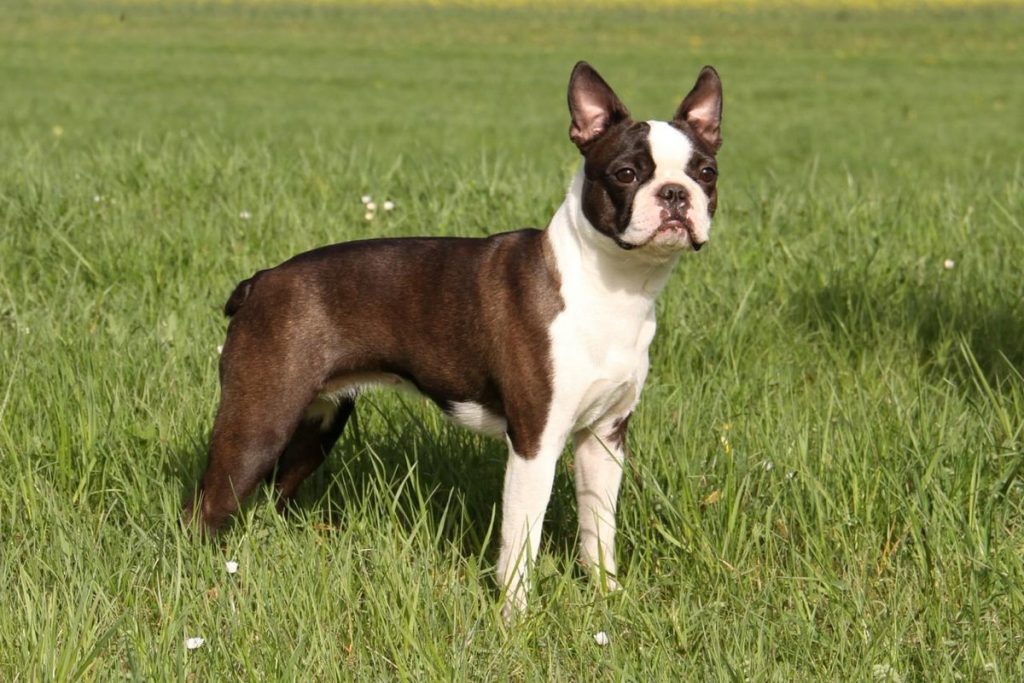 What Does A Boston Terrier Look Like? How To Recognize It?