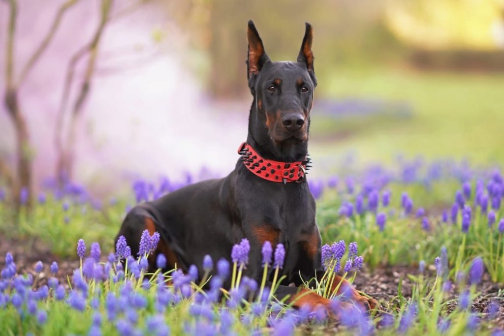 Fun Doberman Facts – Understanding The Misunderstood Breed - The Daily Tail