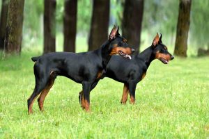 German Pinscher Vs Doberman: Comparing Two Distinct Breeds