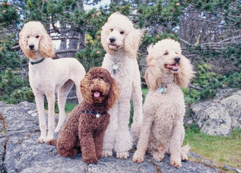 What Were Poodles Bred For? Looking At Breed History Then And Now