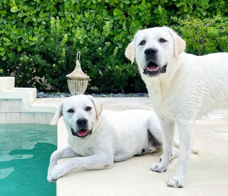 Rare Labrador Colors – What Color Is Your Lab?