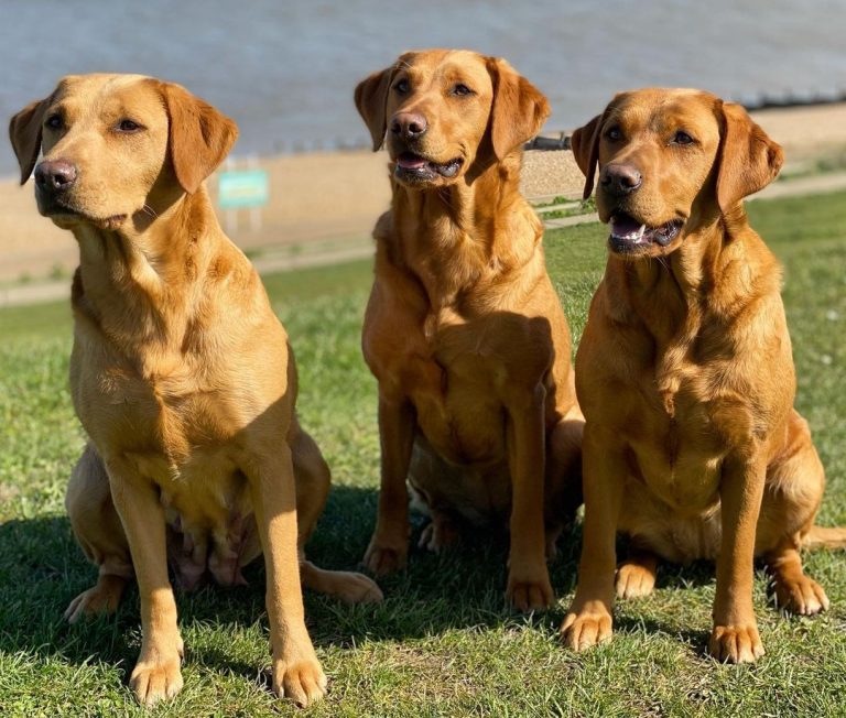 Rare Labrador Colors – What Color Is Your Lab?