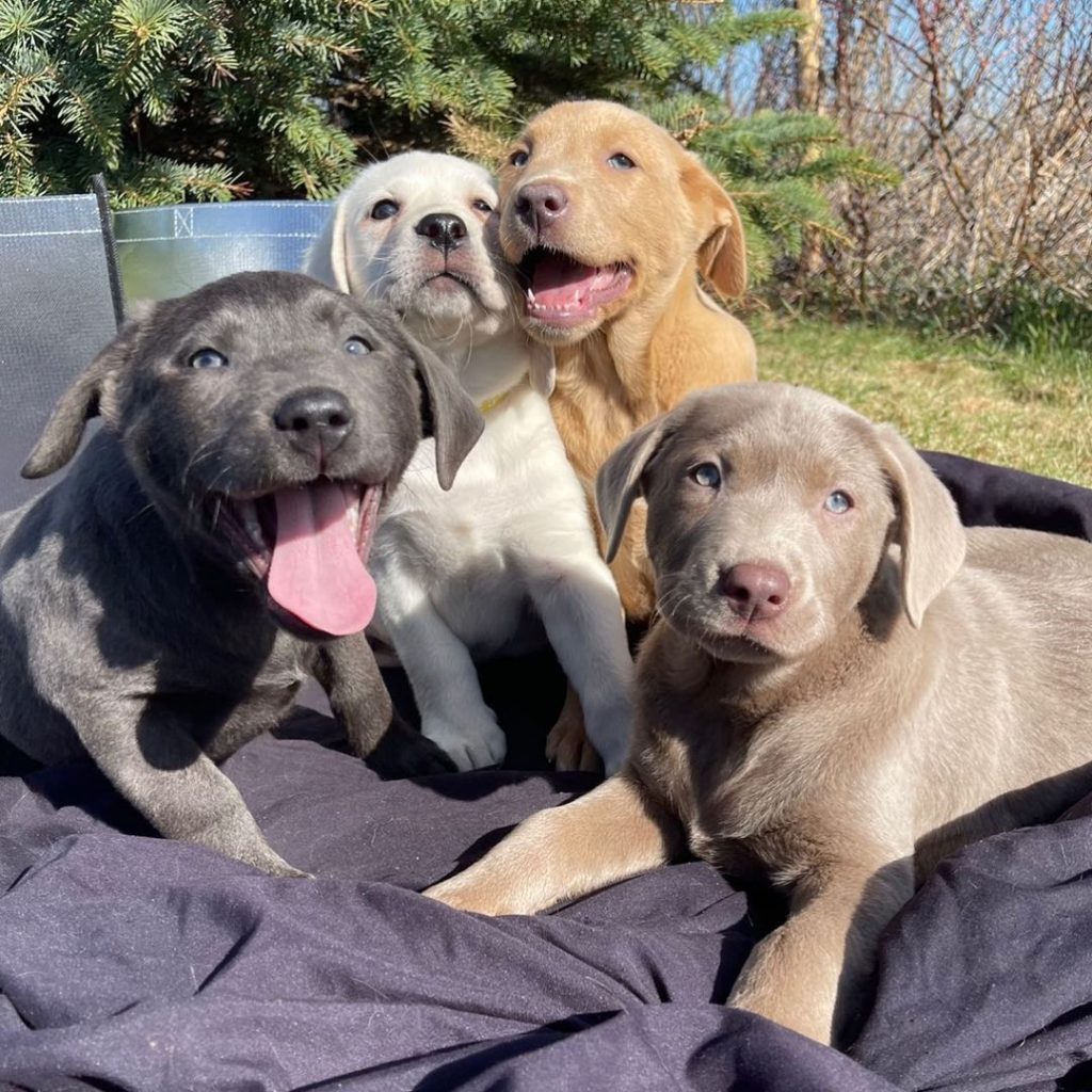 Rare Labrador Colors – What Color Is Your Lab?