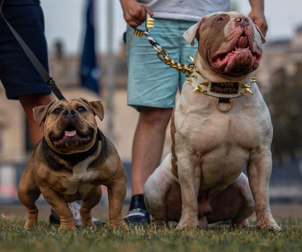 Are American Bullies Aggressive? The Truth Revealed