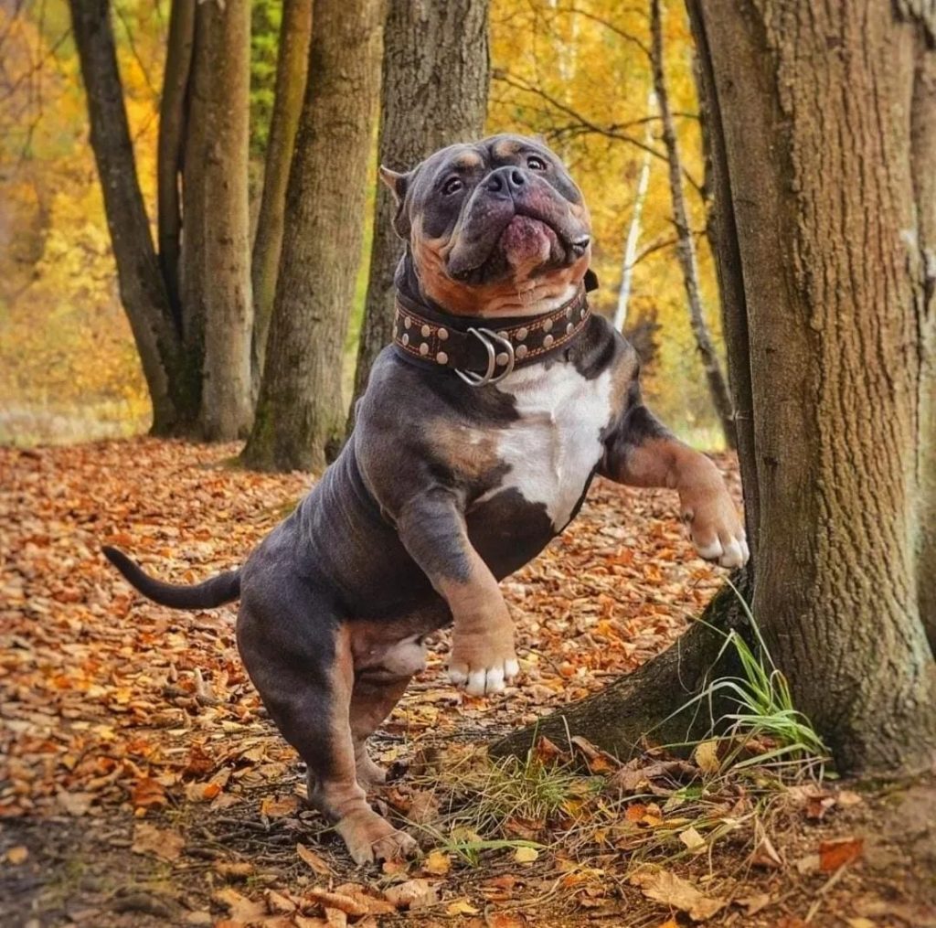 Are American Bullies Aggressive? The Truth Revealed