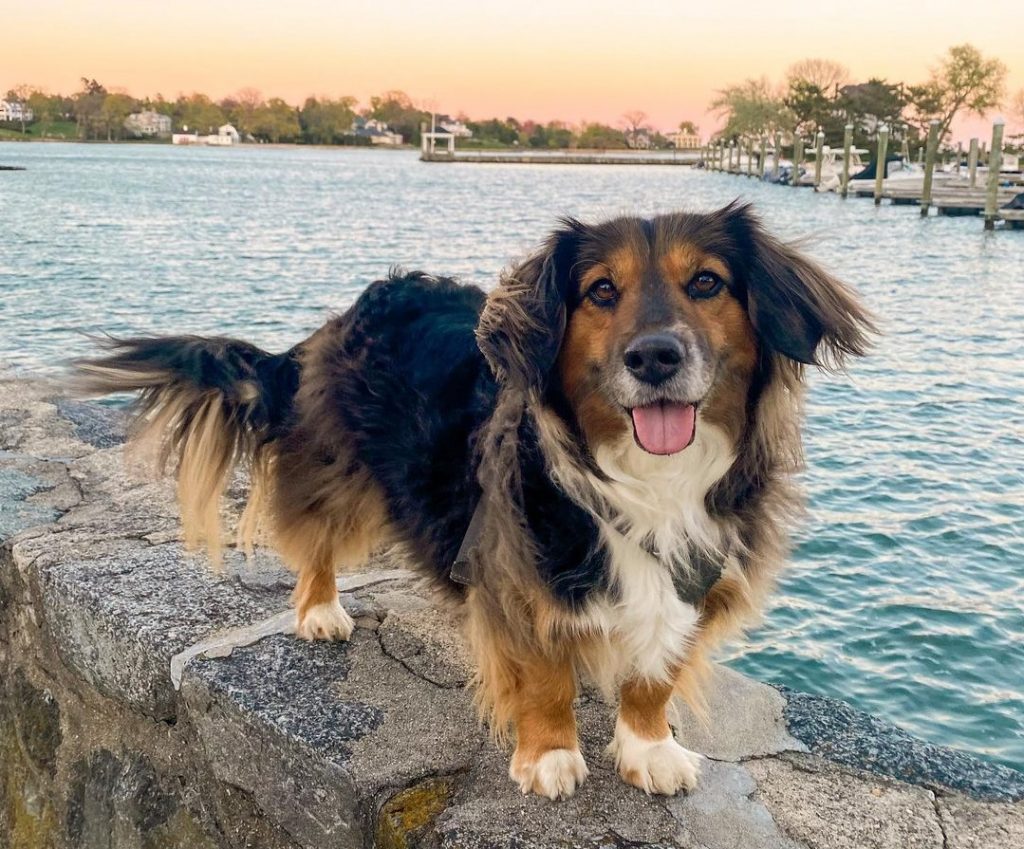 Auggie Dog Breed – Everything You Need To Know About This Adorable ...