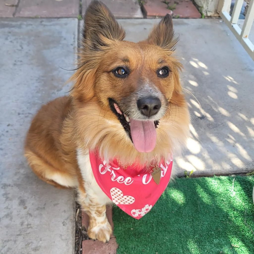 Auggie Dog Breed – Everything You Need To Know About This Adorable ...