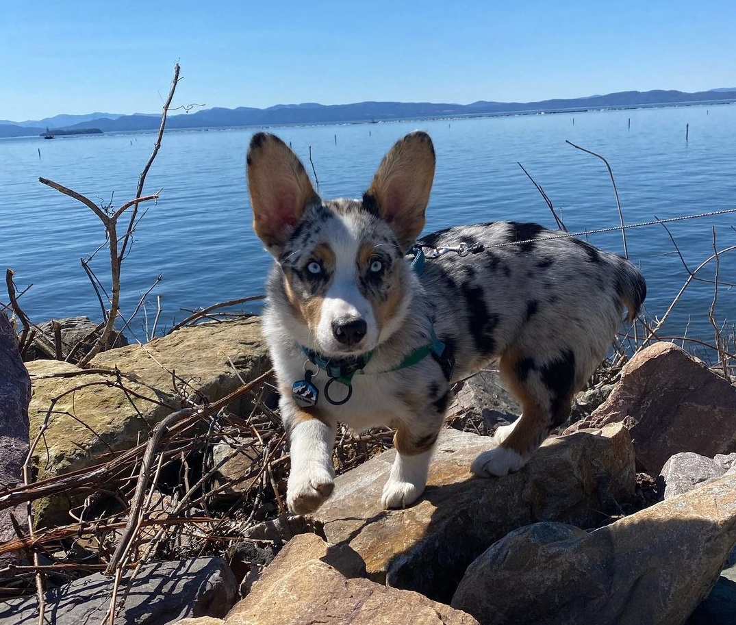 Auggie Dog Breed – Everything You Need To Know About This Adorable ...