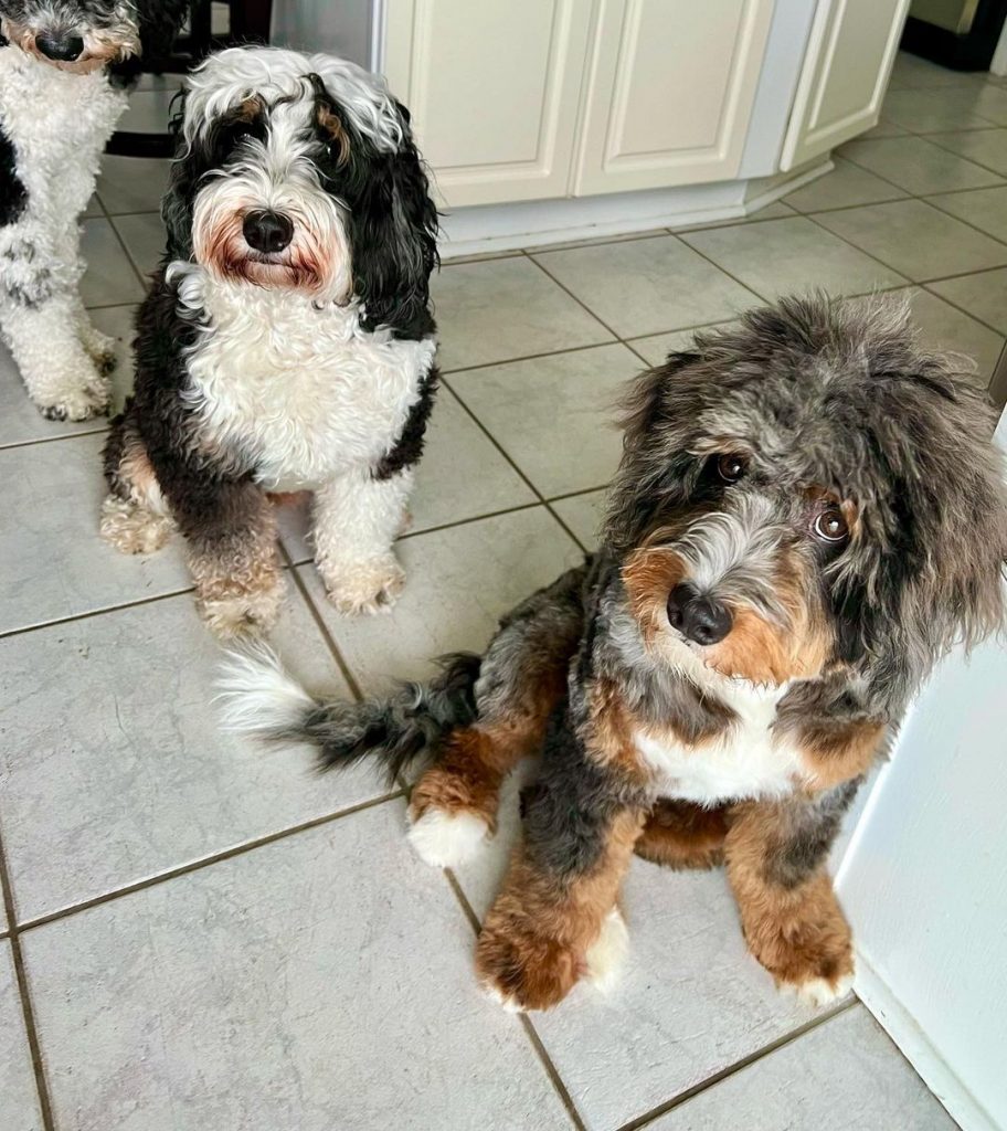 The Irresistible Appeal Of Mini Bernedoodle: Traits, Temperament, And Care